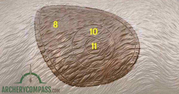 How to Score 3D Archery Targets - Archery Compass